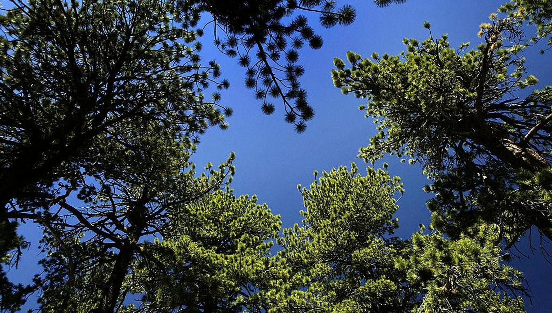 Gli alberi potrebbero immagazzinare meno CO2 del previsto - la Repubblica