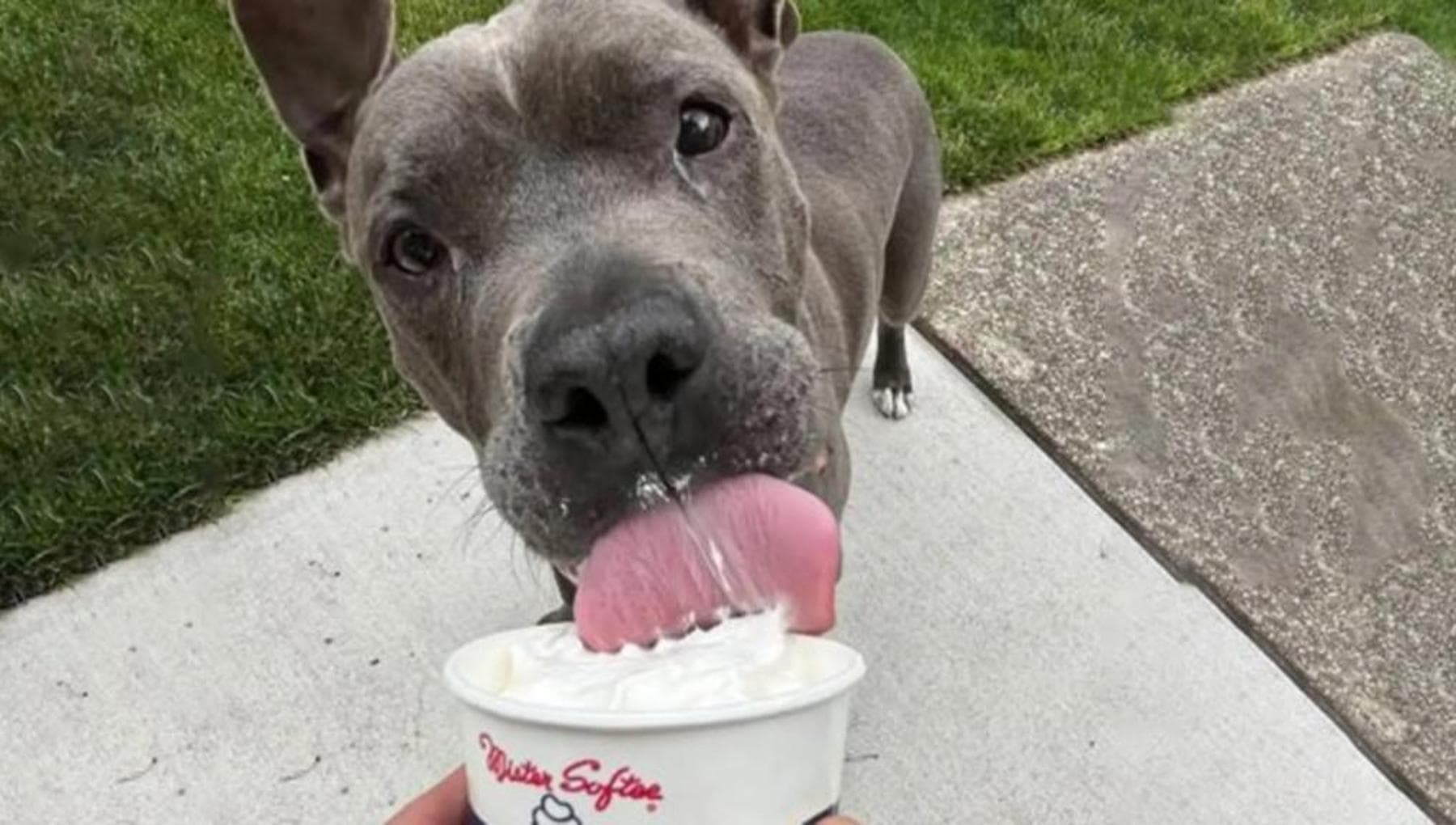 Il cane condannato a sei mesi di vita ha sfidato il tempo: Edward e il ...