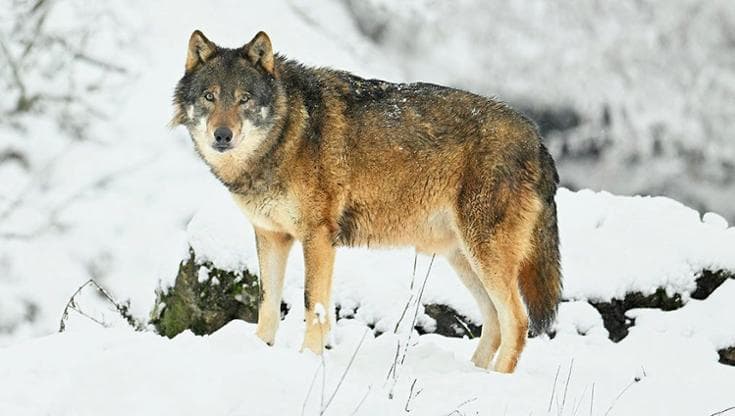 Svizzera, record di abbattimenti ma i lupi aumentano: cresce anche il ...
