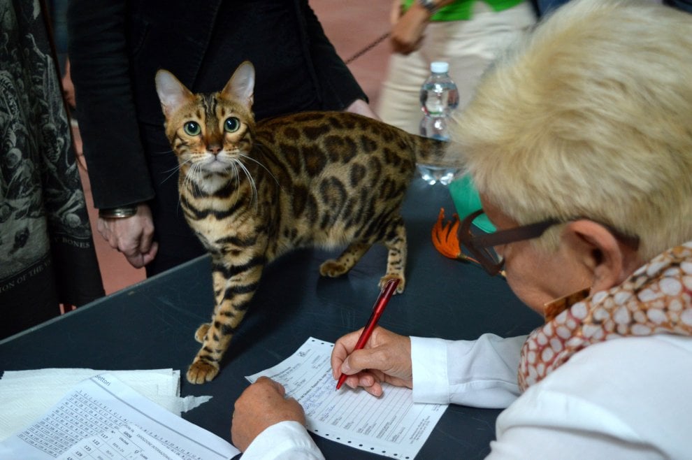 A Bari sfilano i gatti più belli del mondo - la Repubblica