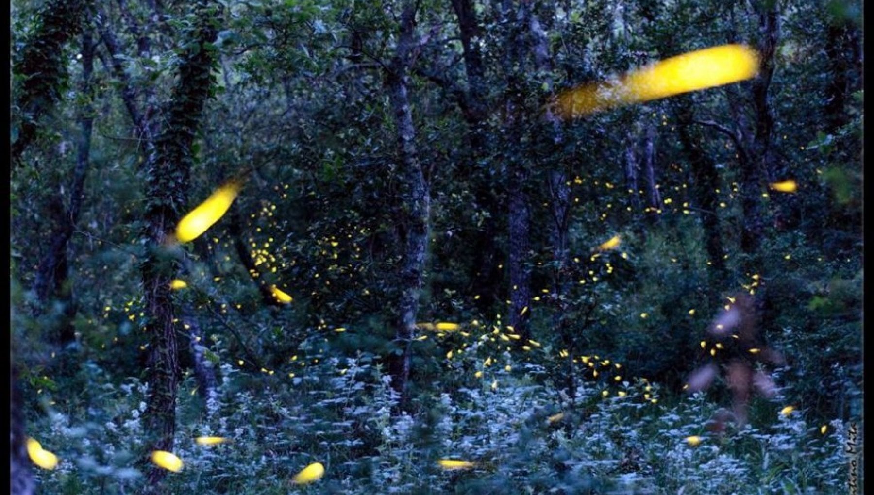 In Puglia tour guidati nel 'Bosco delle Lucciole': una magica ...