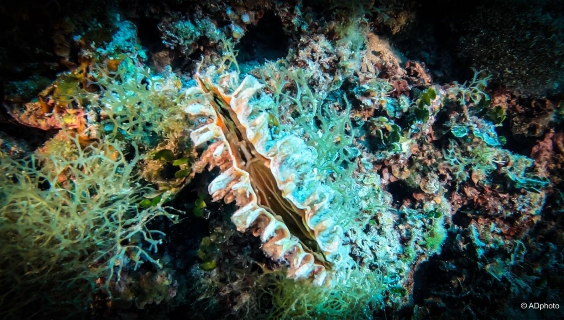 Alle Isole Tremiti torna la nacchera di mare: il mollusco più grande ...