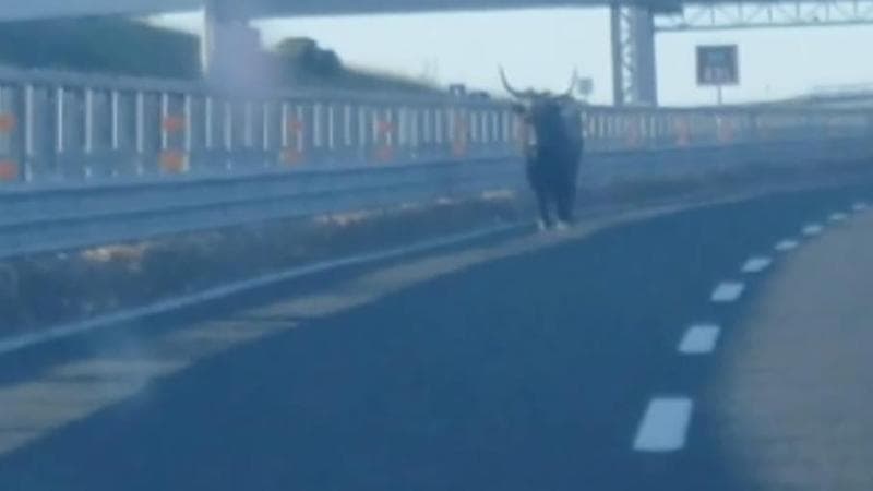 “C'è un toro in autostrada”: caos sulla A14, chiuso il tratto compreso ...