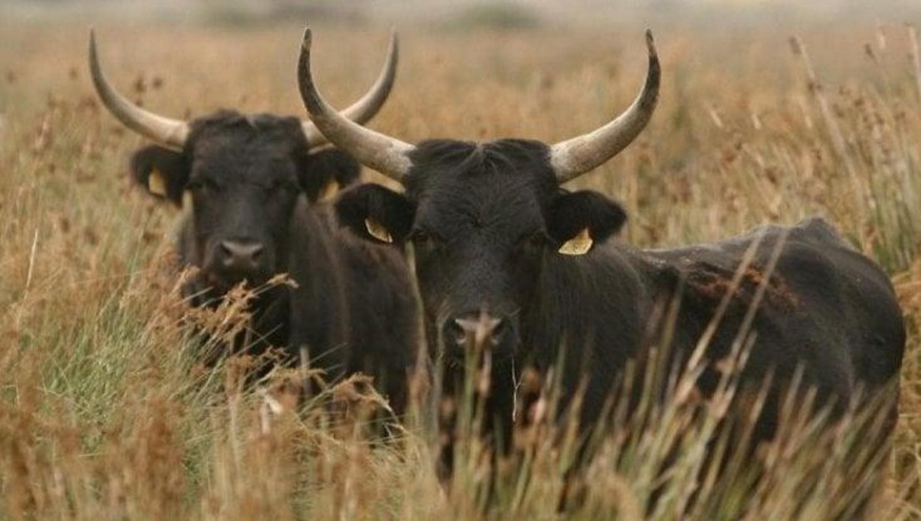 Travolto alle spalle da un toro nelle campagne fra Conversano e Turi ...