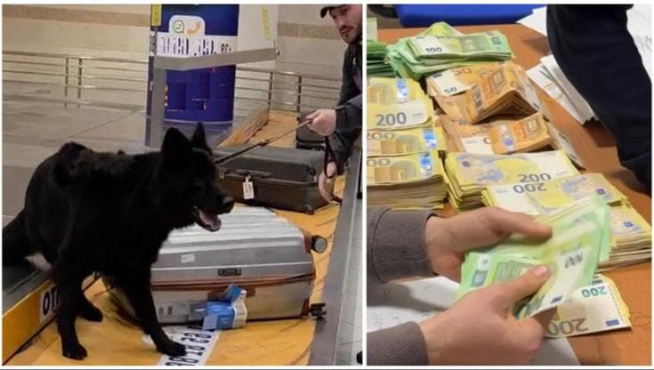 Bari, con il cane Kristina 8 mln di euro non dichiarati intercettati ...