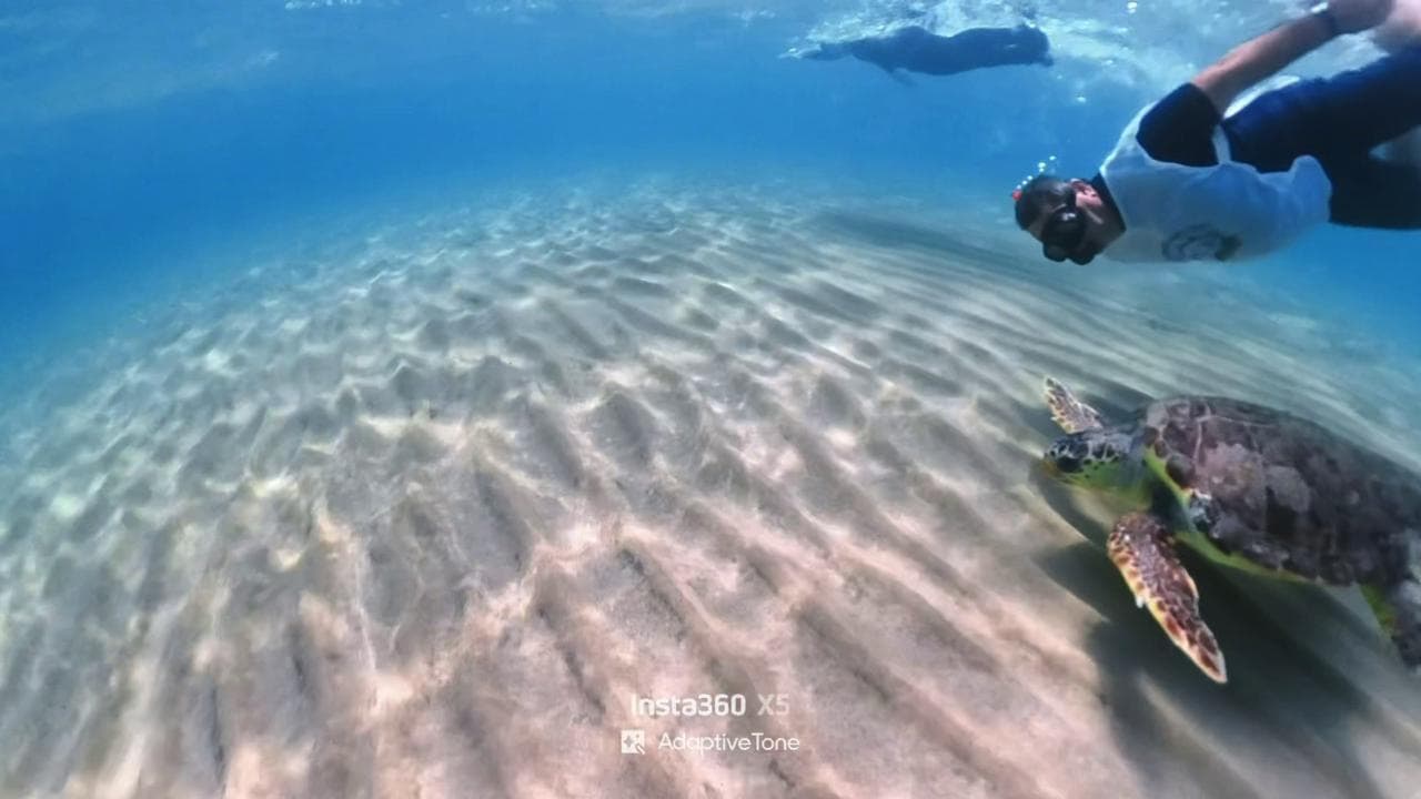 Festa sulla spiaggia di Pane e pomodoro a Bari: liberate due tartarughe ...