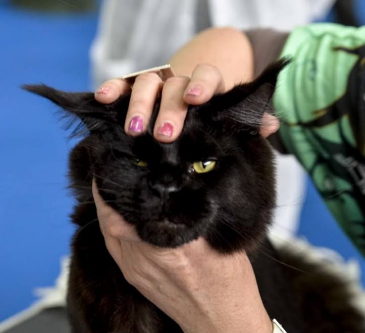 I gatti più belli del mondo sfilano a Pesaro - la Repubblica