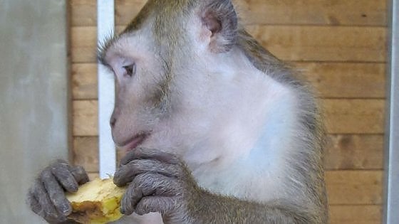 La nuova vita dei macachi: dai test in laboratorio a una casa in ...