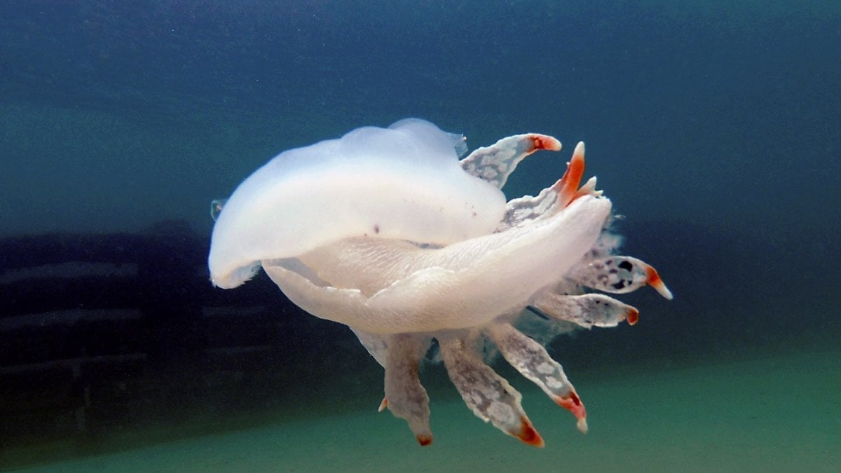 Riccione, fotografato un mollusco mai visto nell'Adriatico - la Repubblica