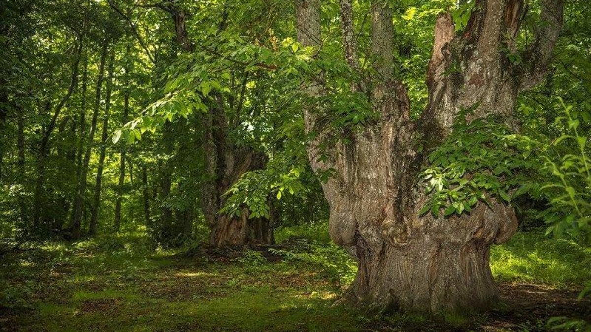 "Tagliare gli alberi giovani, l'unica via per salvare il Castagneto ...