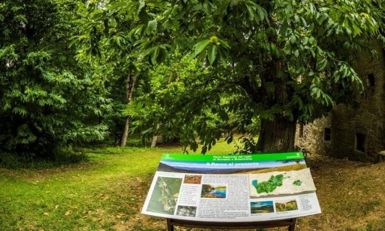 "Tagliare gli alberi giovani, l'unica via per salvare il Castagneto ...