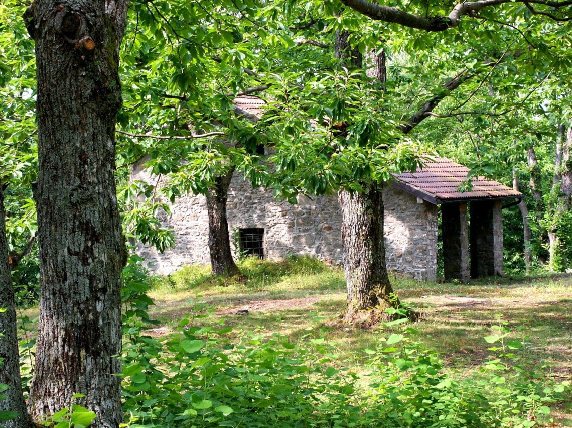 Quel bosco incantato con 14 tipi di castagno da frutto: benvenuti al ...
