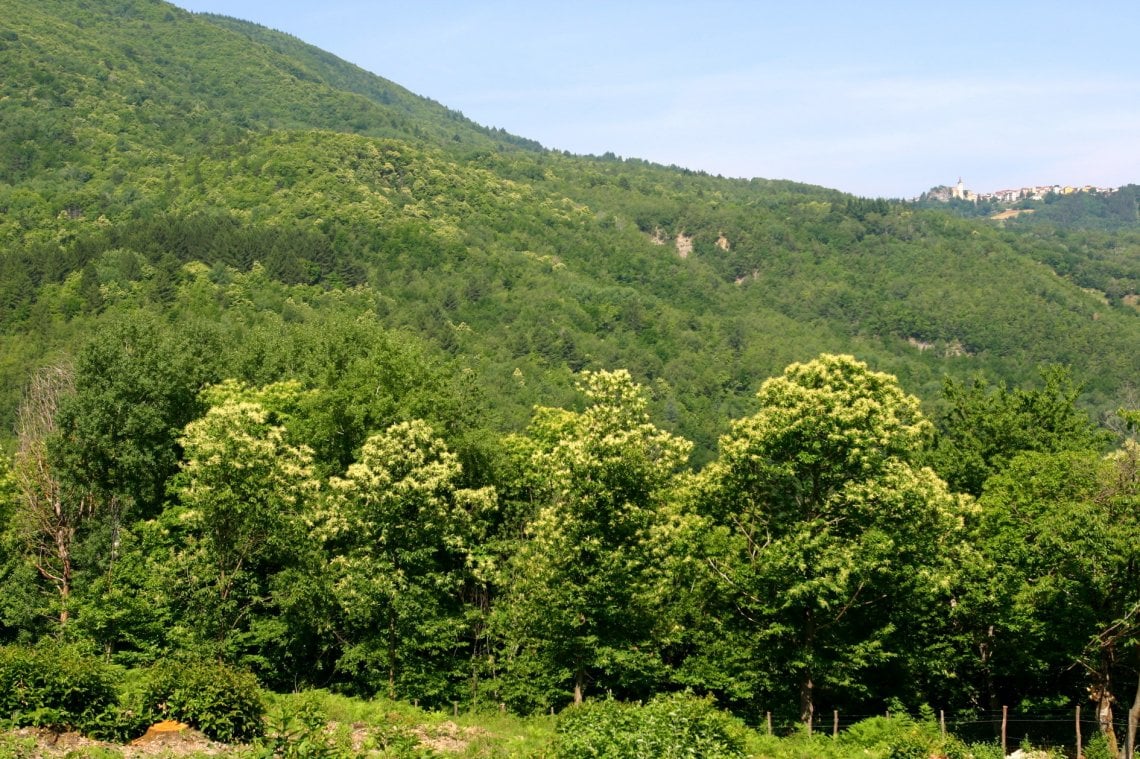 Quel bosco incantato con 14 tipi di castagno da frutto: benvenuti al ...