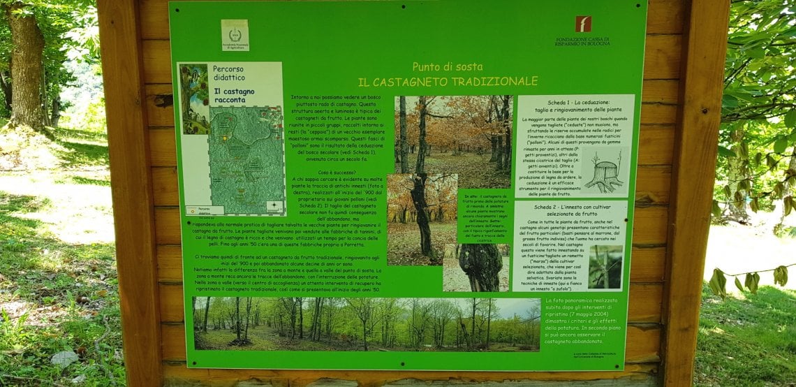 Quel bosco incantato con 14 tipi di castagno da frutto: benvenuti al ...