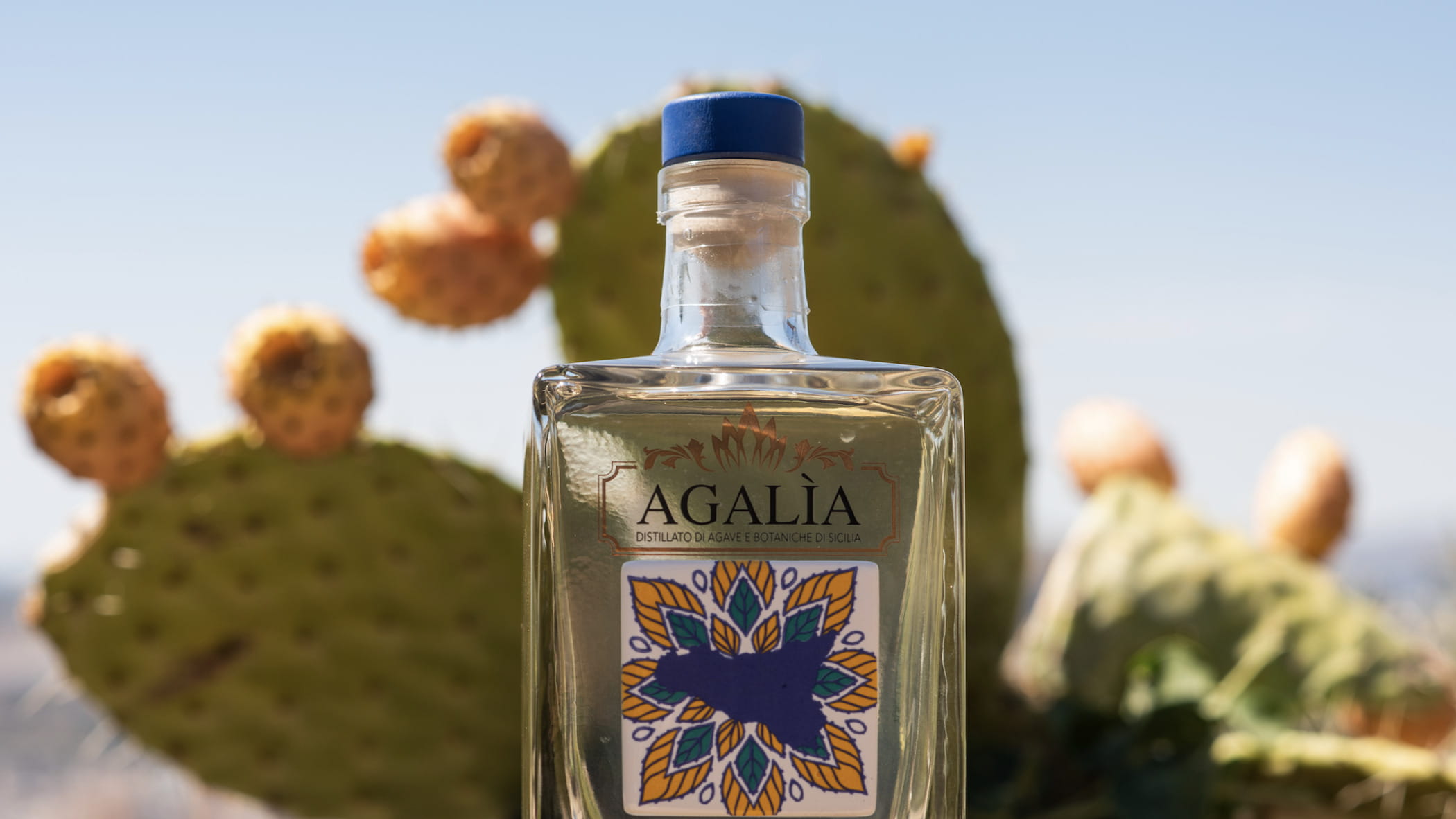 Guai, a chiamarla “Tequila italiana”: Agalia, storia di un distillato ...