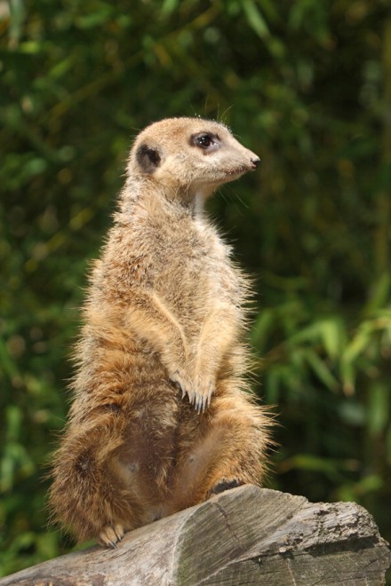 A Pistoia nati 5 piccoli Timon, il celebre suricato della Disney - la ...
