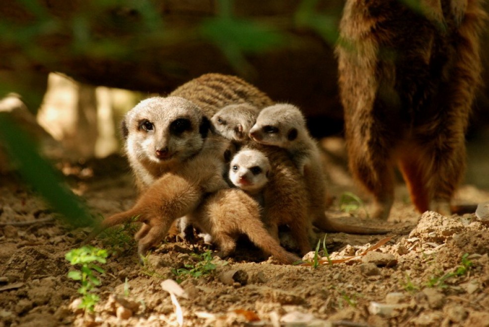 A Pistoia nati 5 piccoli Timon, il celebre suricato della Disney - la ...