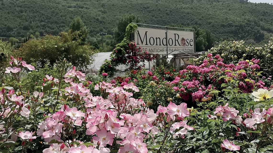 Mondorose e Fiori, un piccolo grande vivaio di rose che progetta ...