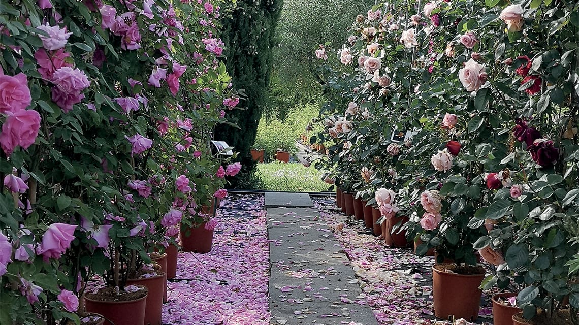 Mondorose e Fiori, un piccolo grande vivaio di rose che progetta ...