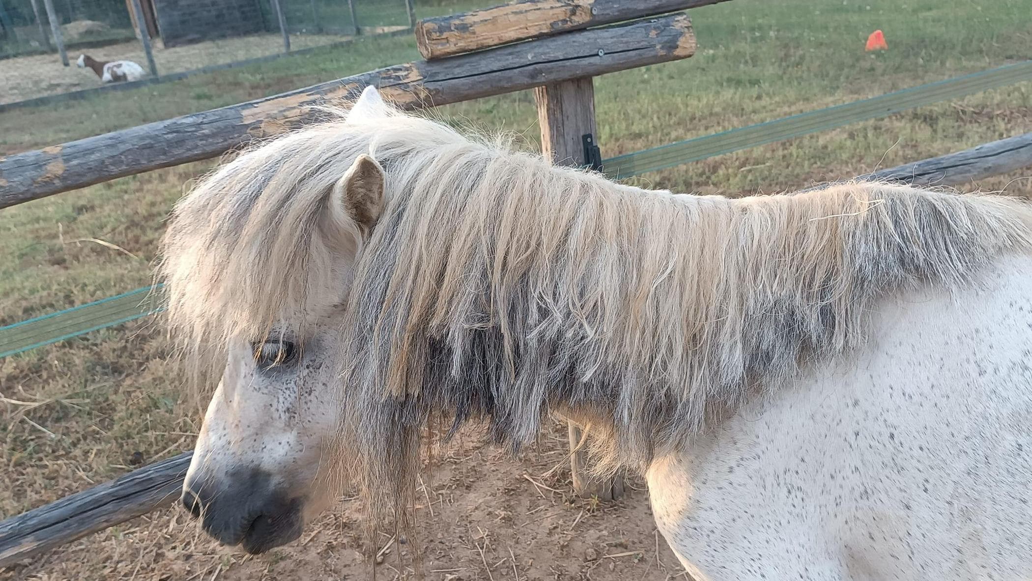 Tagliano coda e criniera al pony usato per la pet therapy con i bambini ...