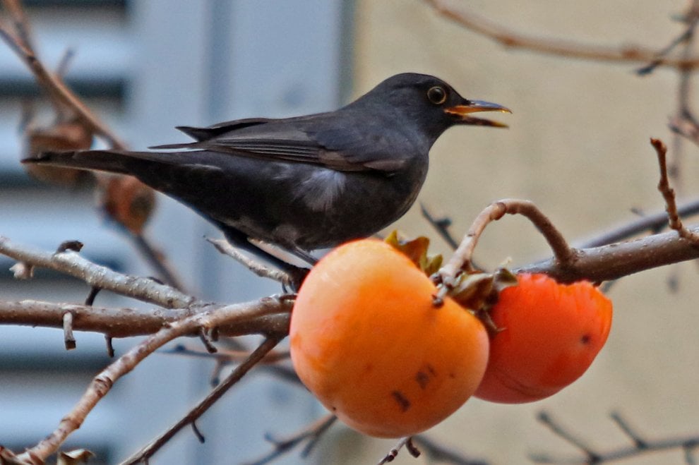 Gli uccellini e i cachi, lo spettacolo della natura - la Repubblica