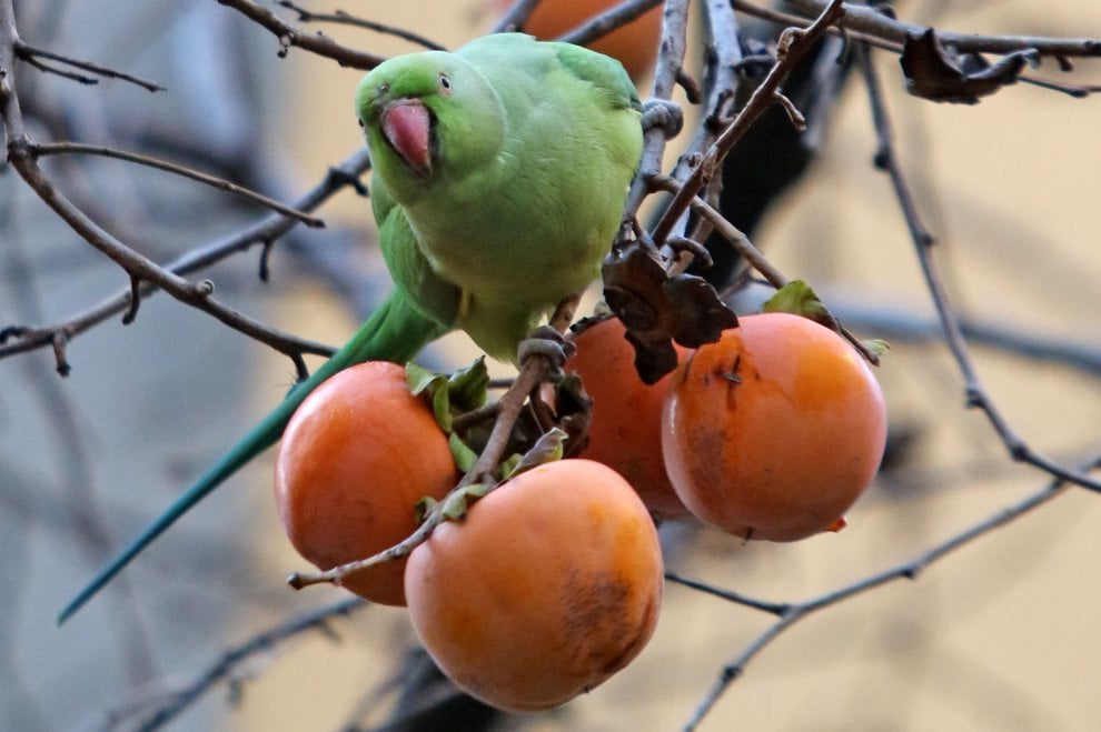 Gli uccellini e i cachi, lo spettacolo della natura - la Repubblica