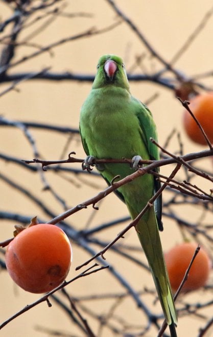 Gli uccellini e i cachi, lo spettacolo della natura - la Repubblica