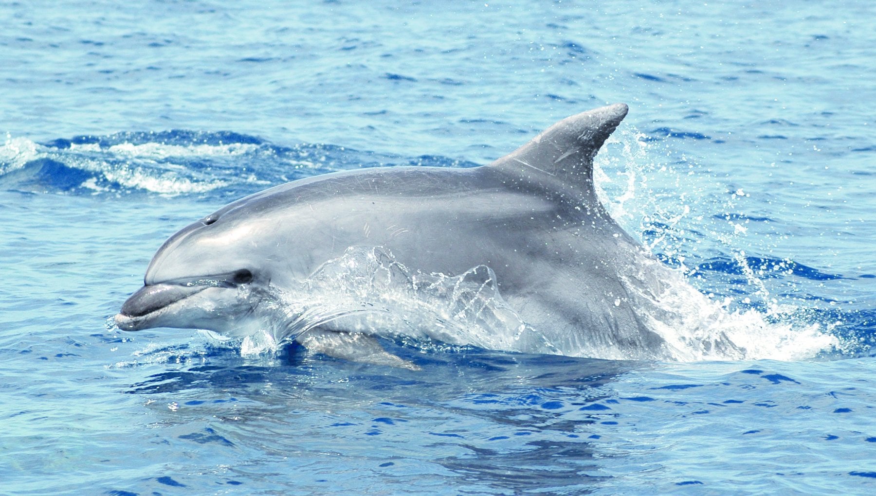 La mappa dei cetacei: nel Mar Ligure record di biodiversità - la Repubblica