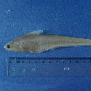 Milano, sequestrato il pesce "topo": era scaduto da un anno - la Repubblica