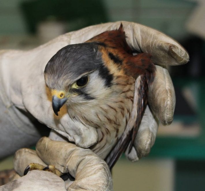 Milano, chi ha perso un gheppio americano? L'ucccello rapace ritrovato ...