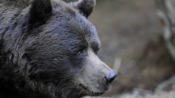 Sondrio, è morto all'età di 28 anni l'orso Orfeo: trovato vicino a un ...
