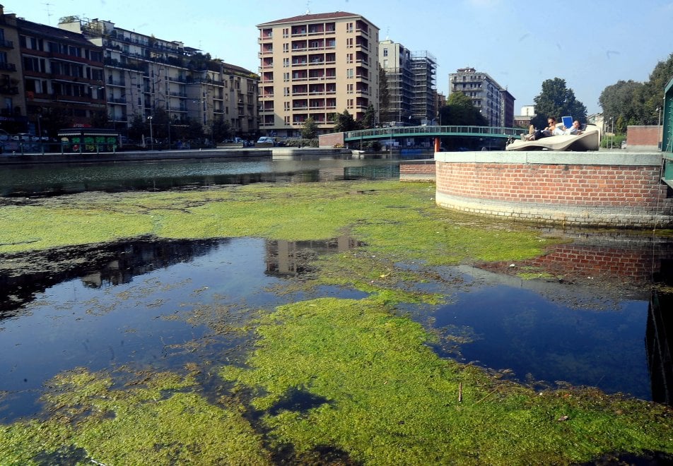 Darsena paludosa, la coperta di alghe allarma: le immagini - la Repubblica