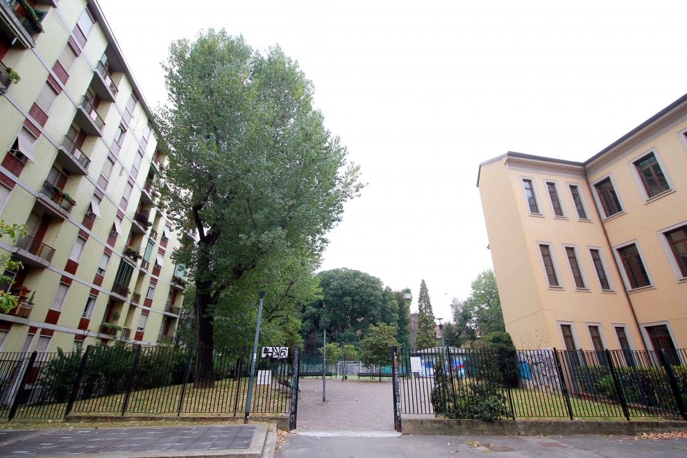 Platani, cedri e paulonie: gli alberi monumentali e quelli più belli di ...