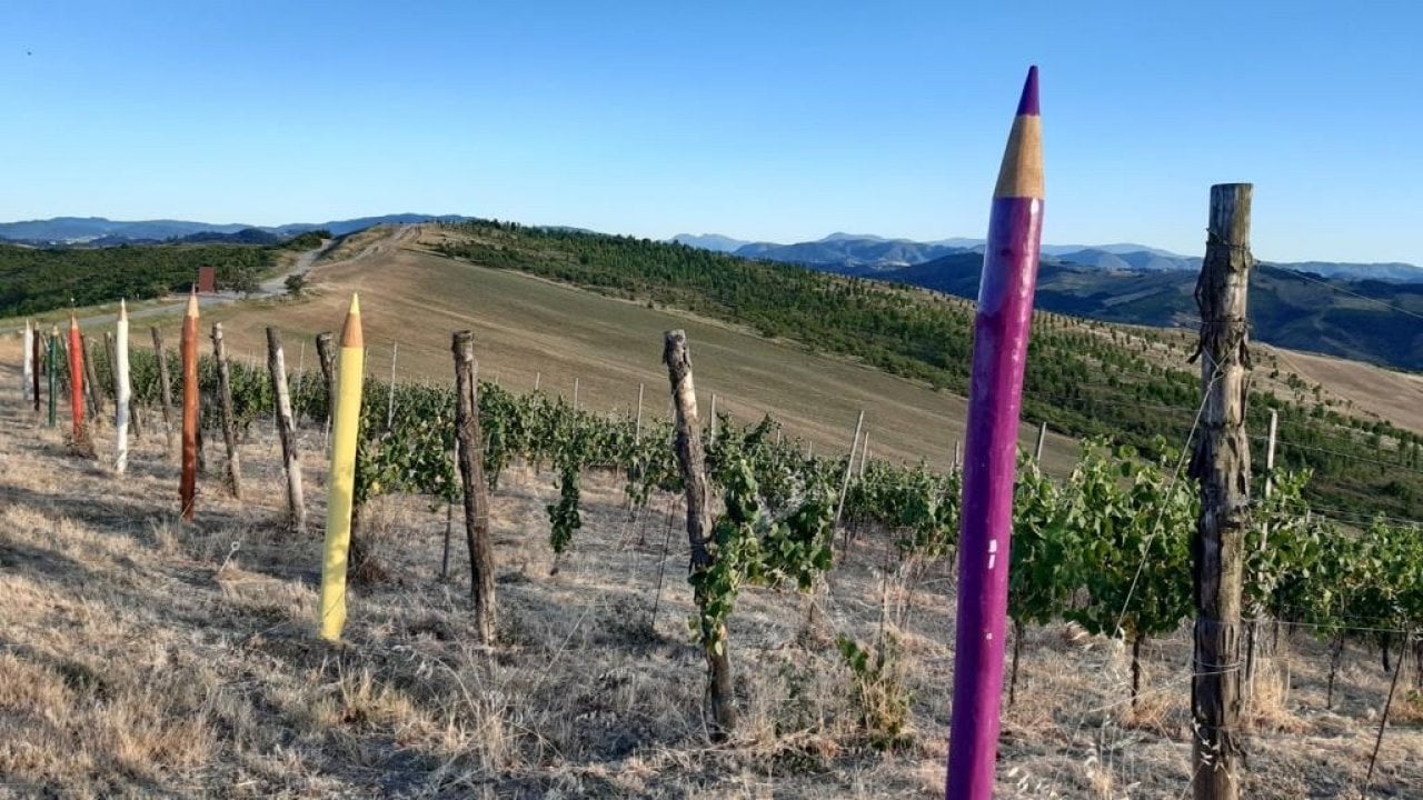 Tra i filari dell'Oltrepò spuntano matite giganti colorate - la Repubblica