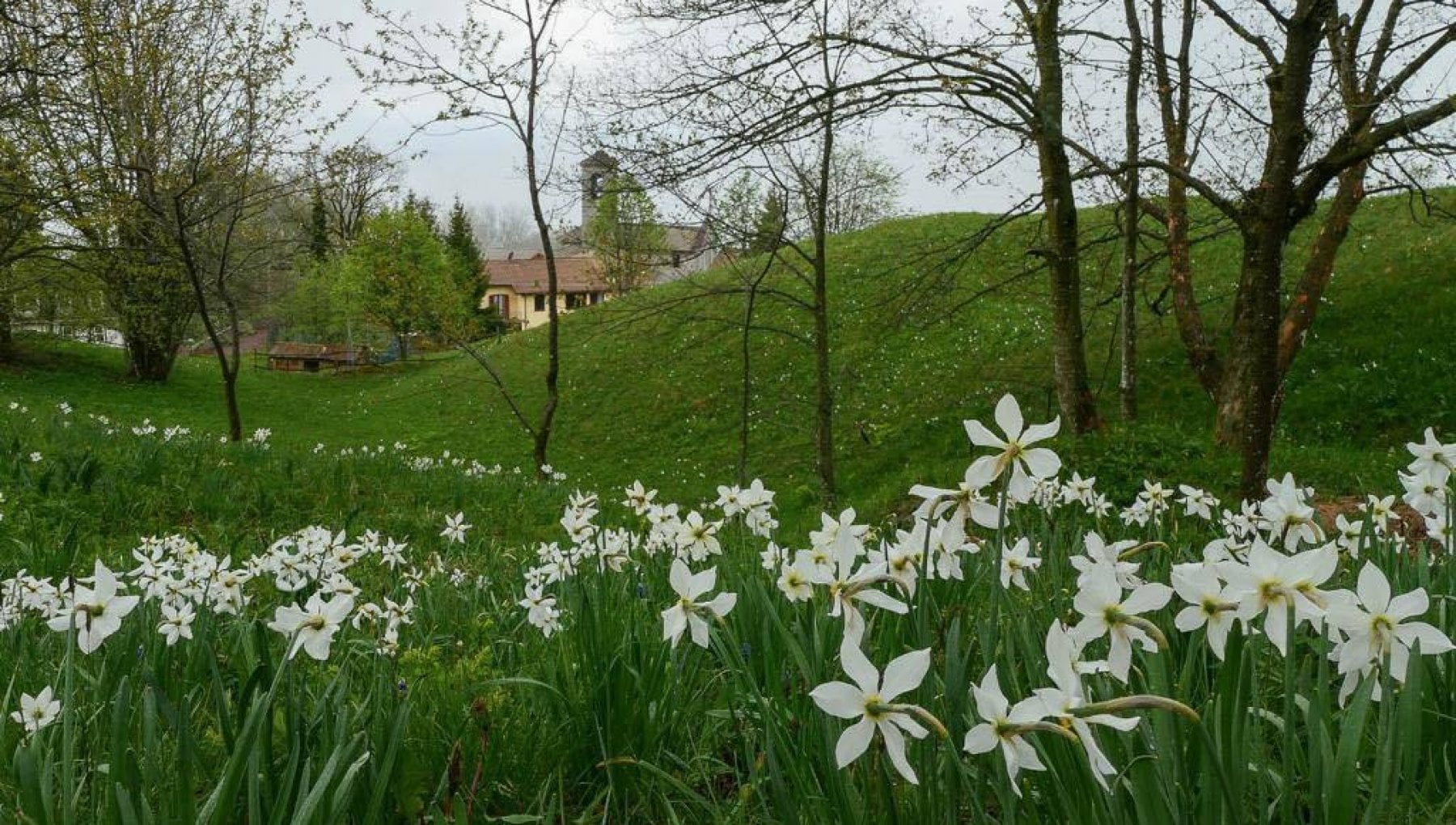 La meraviglia della fioritura dei narcisi in Valcava - la Repubblica