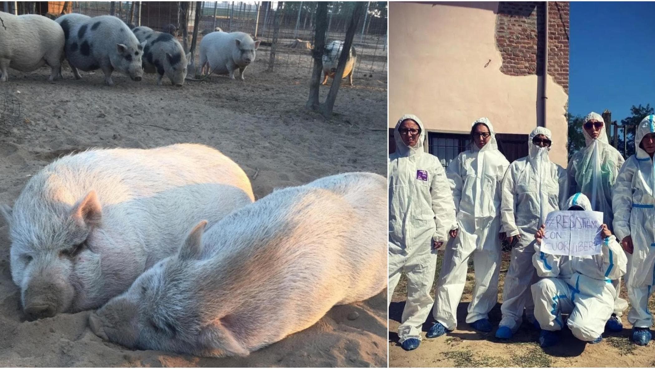 La peste suina arriva anche nel “santuario” che salva gli animali a ...