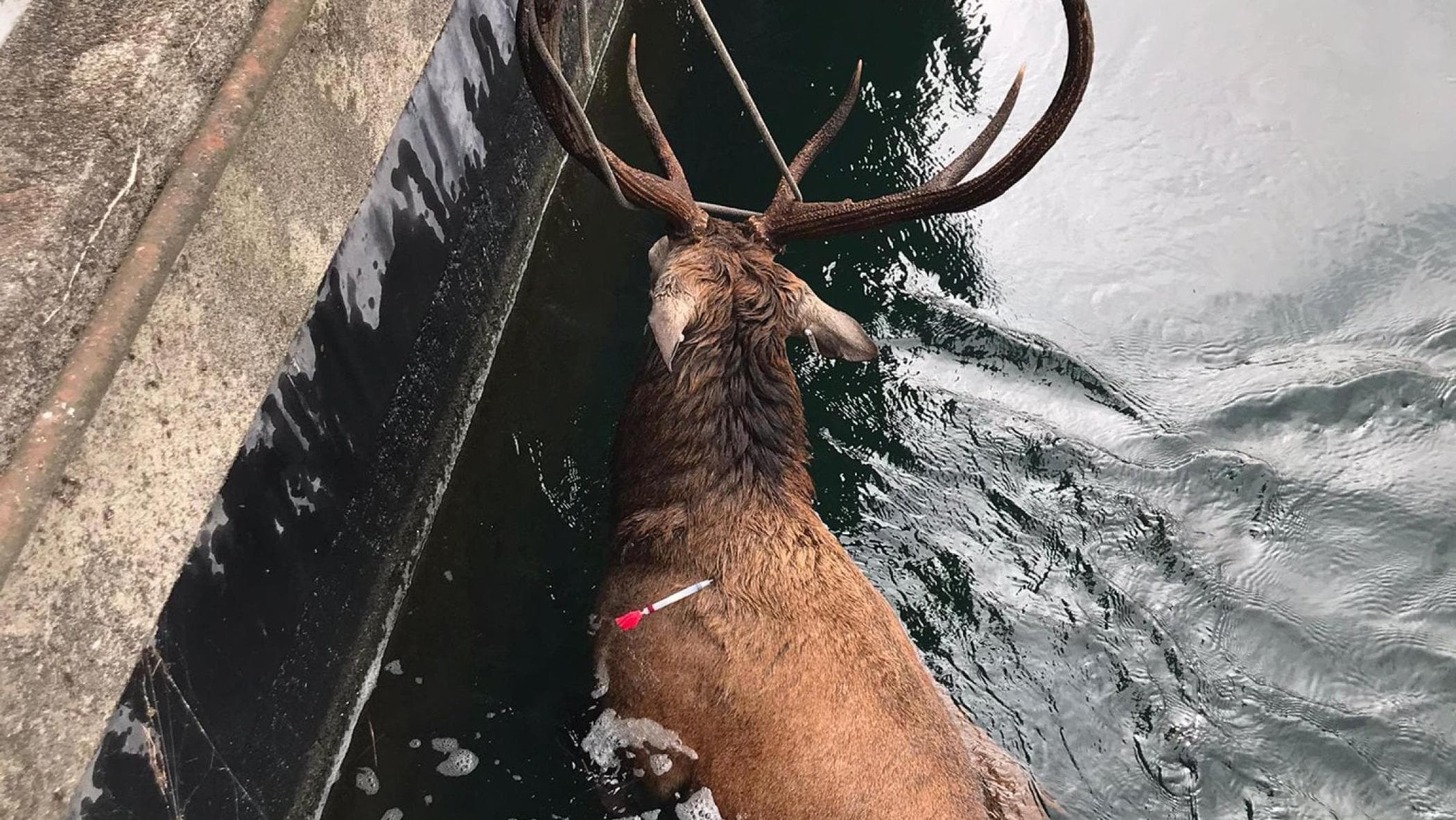 Un cervo in amore di 200 kg salvato dall’annegamento: era finito nel ...