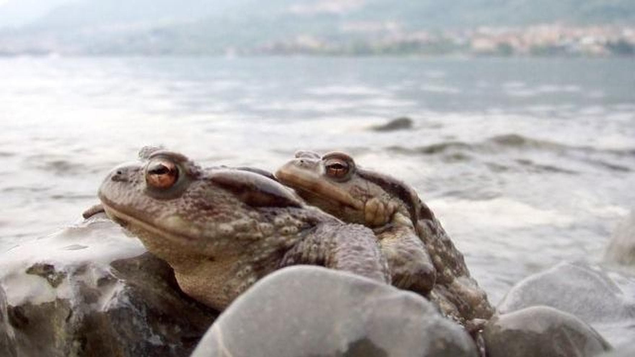 Lecco, Legambiente cerca volontari per far attraversare la strada ai ...