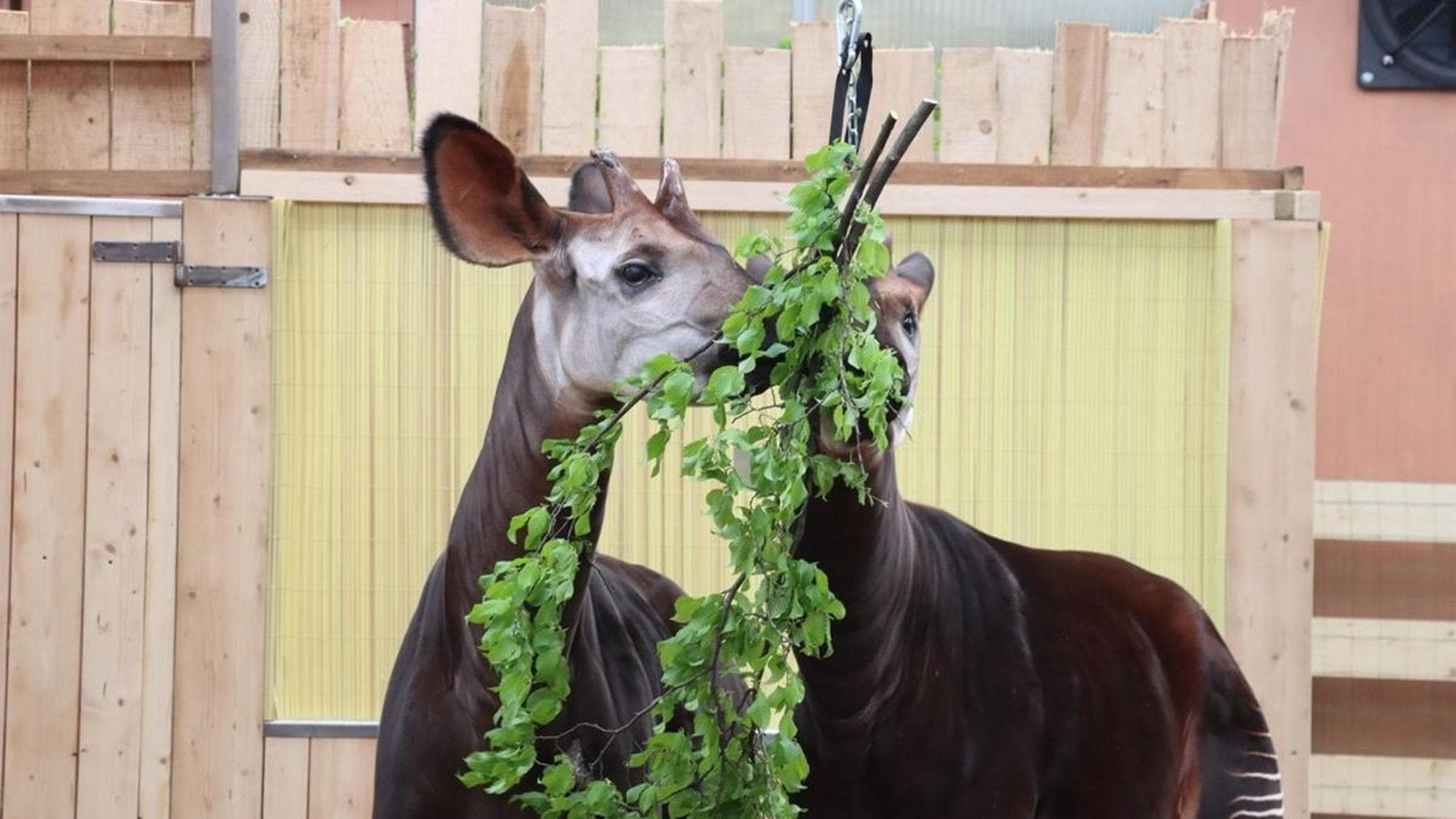 Valbrembo, due okapi trovano casa al parco Le Cornelle: “Custodiamo una ...