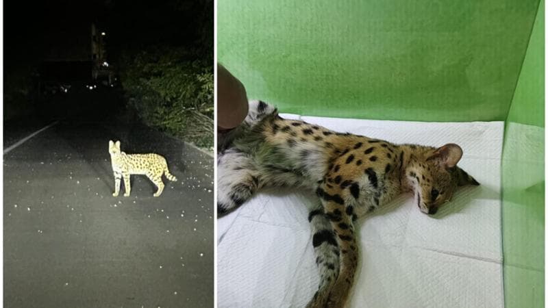 Il mistero del servalo africano, il grande (e pericoloso) felino ...