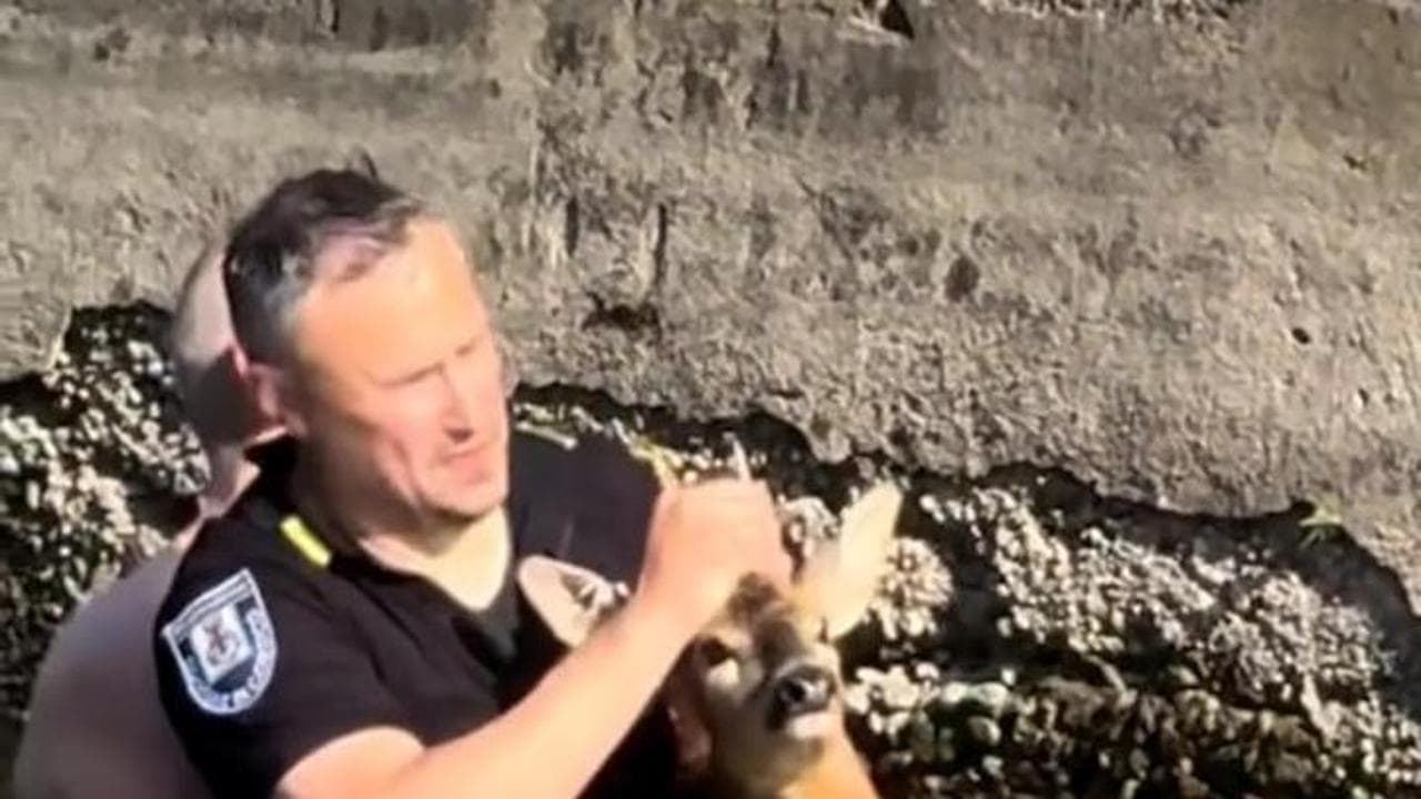 Un cerbiatto nel Naviglio a Corsico: gli agenti si tuffano e lo salvano ...