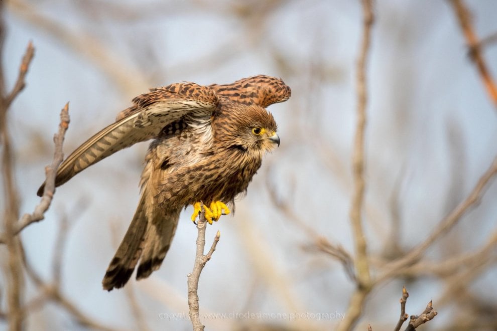 Oasi delle Soglitelle, il gheppio Liternum salvato da fotografi e Wwf ...