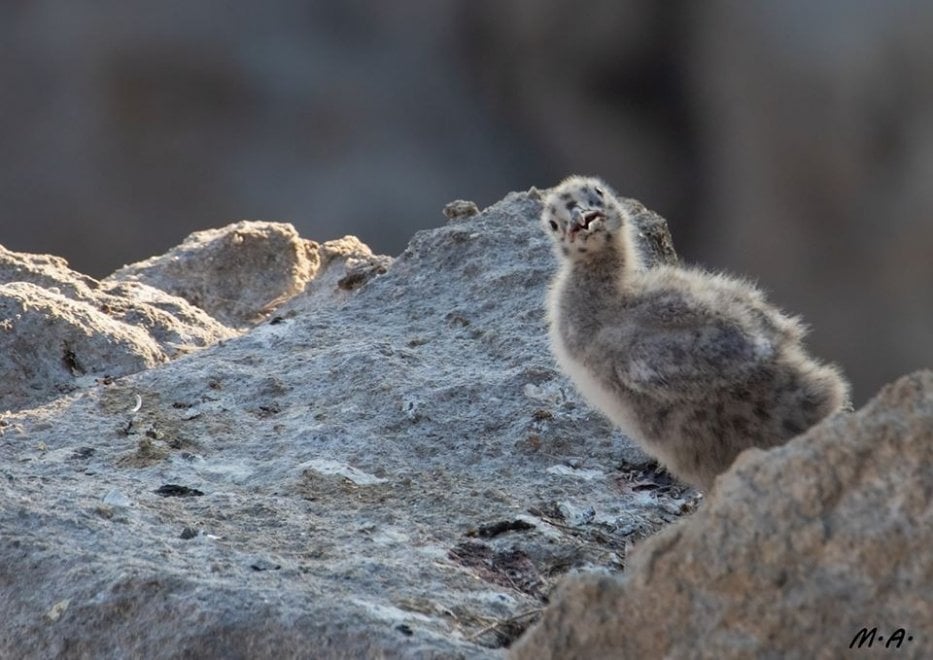 I primi passi del piccolo di gabbiano: tenerezza tra le falesie di ...