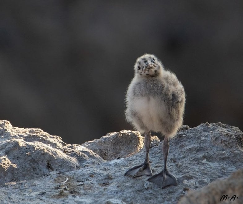 I primi passi del piccolo di gabbiano: tenerezza tra le falesie di ...