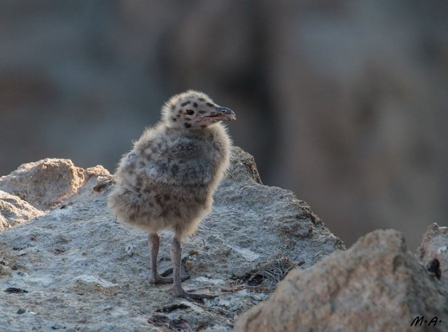 I primi passi del piccolo di gabbiano: tenerezza tra le falesie di ...