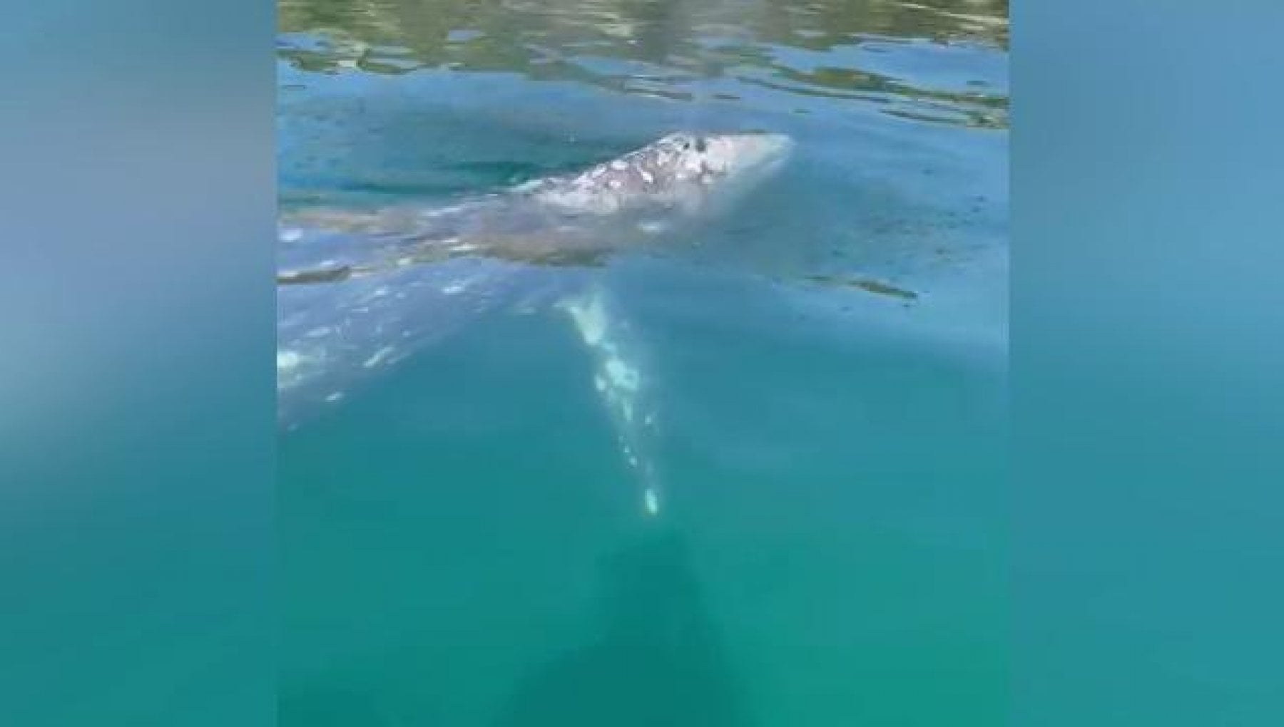 Da Ponza a Sorrento, la rotta del cetaceo - la Repubblica
