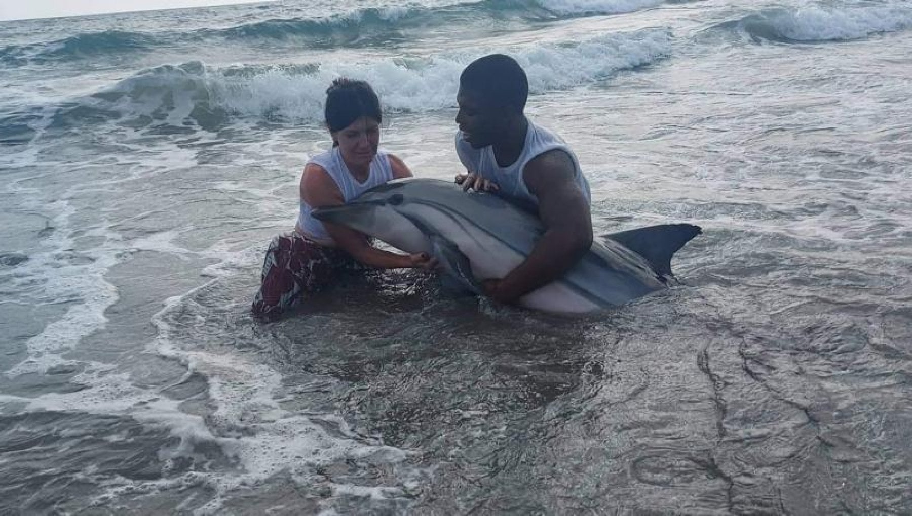 “Così ho salvato un delfino in difficoltà” - la Repubblica