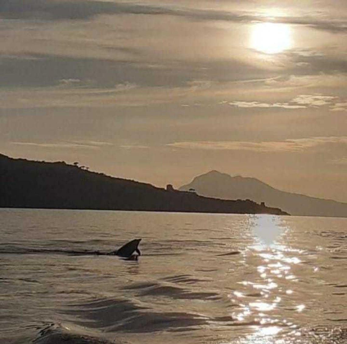 Punta Campanella: avvistatori di delfini cercasi - la Repubblica