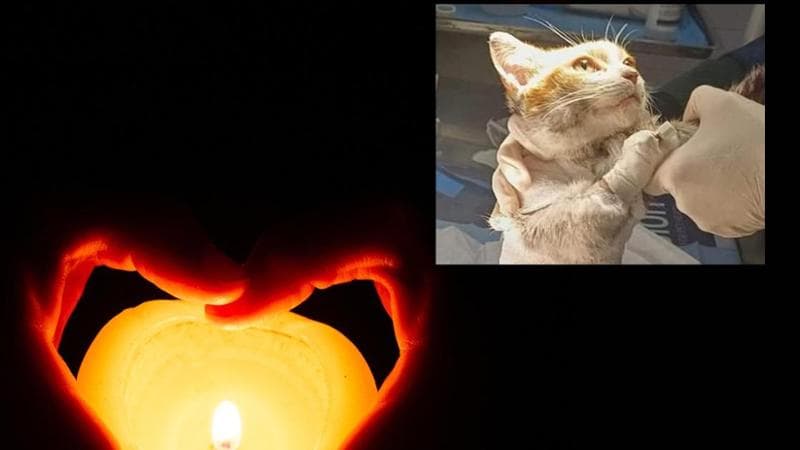Angri, fiaccolata per il gatto Leone scuoiato vivo: “Volevano mangiarlo ...