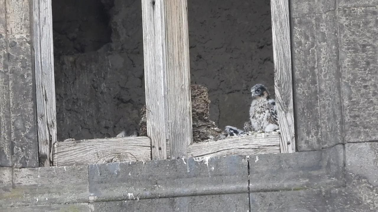 Maschio Angioino, nascono due falchi pellegrini: si chiamano Giallo e ...